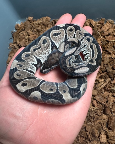 VPI Axanthic Ball Python by Combat Creations