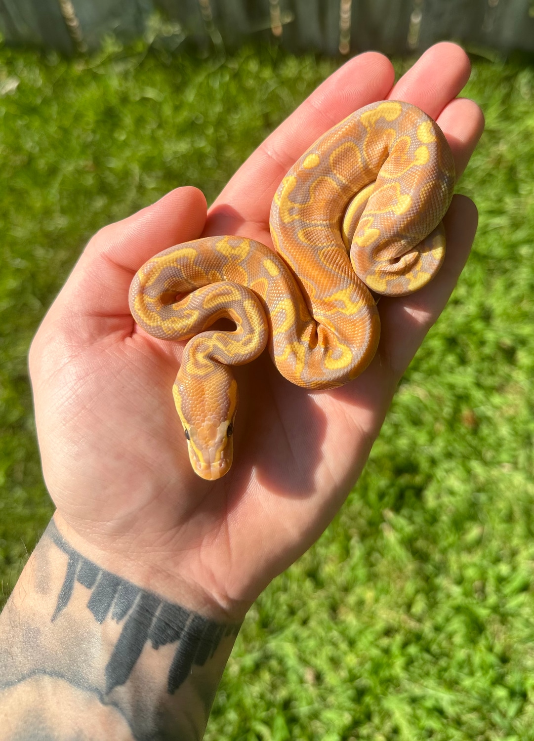 Banana Ghi Ball Python By Combat Creations Morphmarket