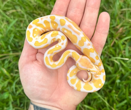 YB Lav 66% Het Pied Ball Python by Combat Creations - MorphMarket