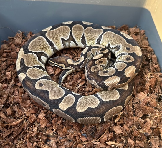 Het VPI 66% Het Clown Ball Python by Combat Creations