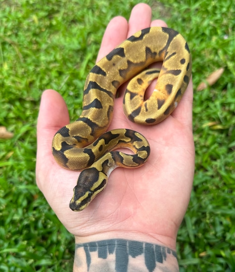 Enchi OD Het Pied Ball Python by Combat Creations