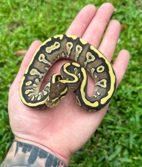 Mojave Het Pied 50% Het Clown Ball Python by Combat Creations