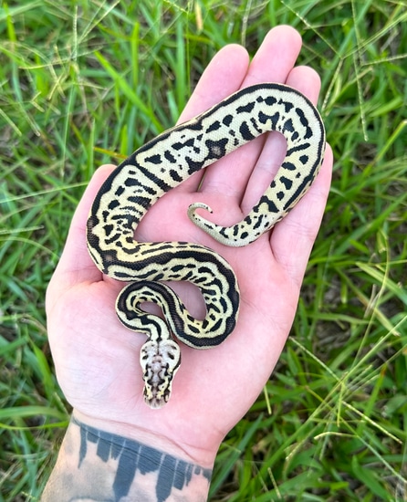 Super Pastel Leopard SN Het Clown Ball Python by Combat Creations