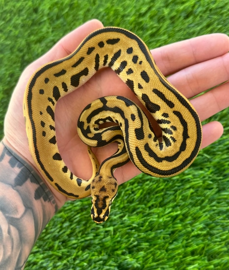 Leopard SN Het Clown Ball Python by Combat Creations
