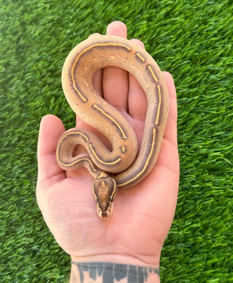 Highway Ball Python by Combat Creations