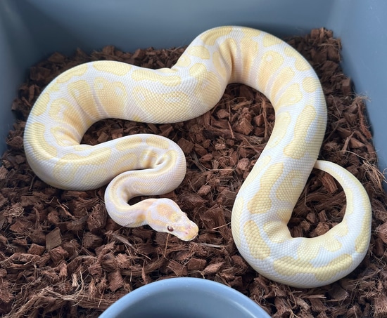 Lav Het Pied Ball Python by Combat Creations