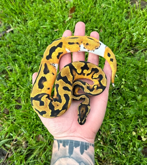 OD Pied Ball Python by Combat Creations