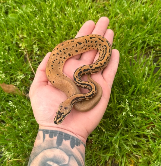 Acid Leopard SN Het Clown Ball Python by Combat Creations