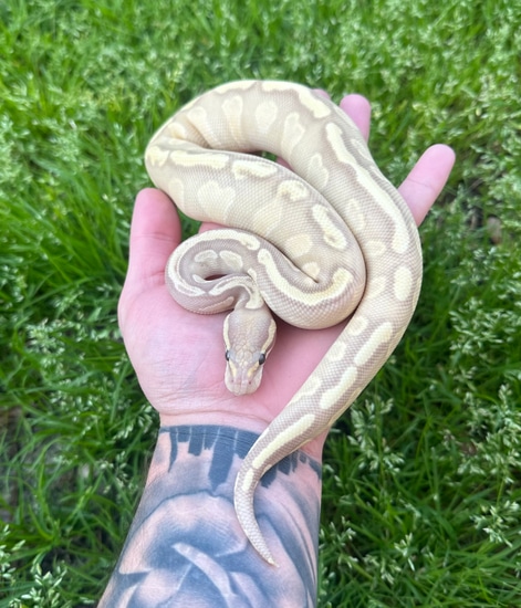 Banana GHI Mojave Ball Python by Combat Creations