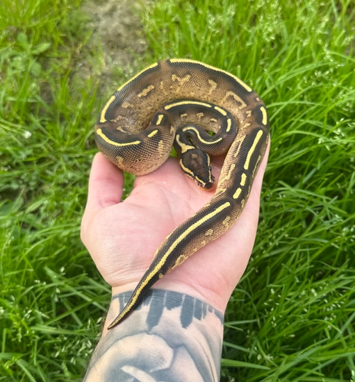 Super Gravel Ball Python by Combat Creations