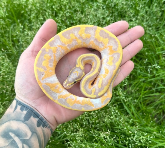 Banana Pied Ball Python by Combat Creations