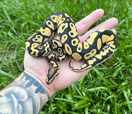 OD YB White Lace Ball Python by Combat Creations