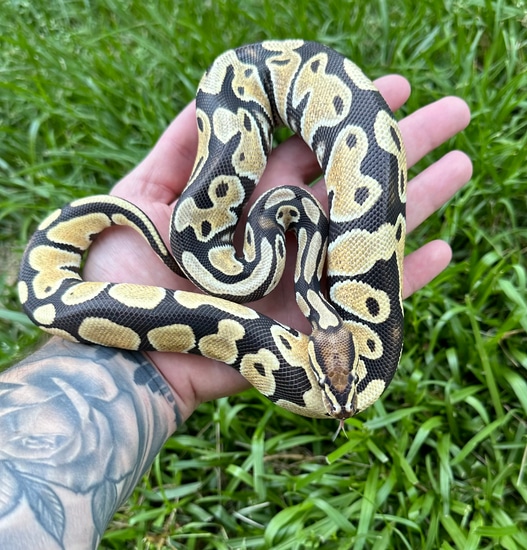 OD Lace Ball Python by Combat Creations
