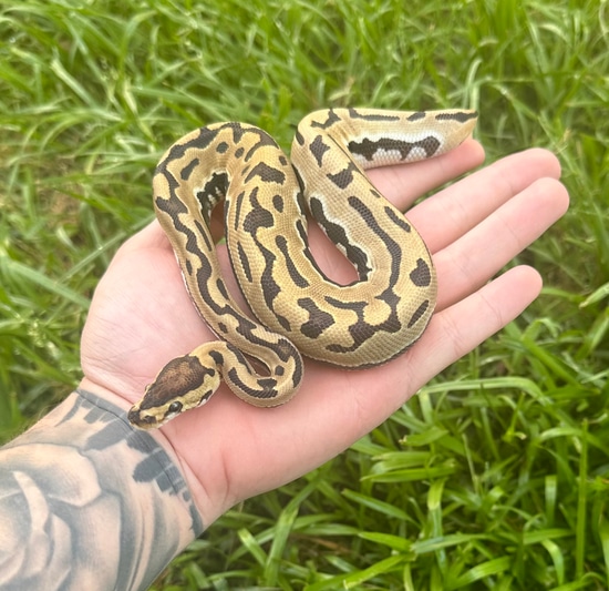 Puzzle Ball Python by Combat Creations
