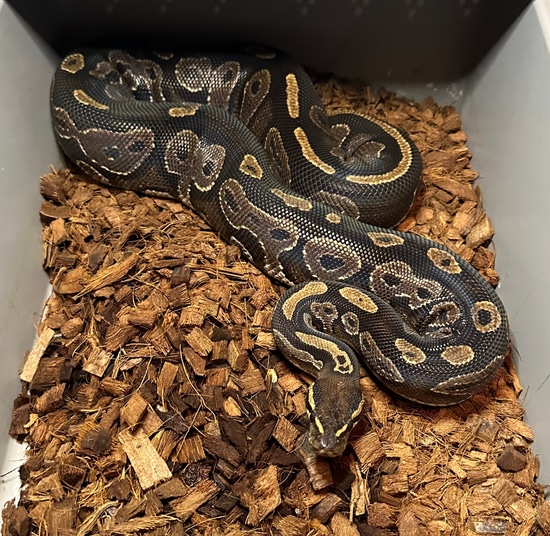 Blackhead Red Gene Ball Python by Combat Creations