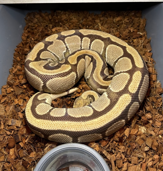 Fire Het Puzzle Ball Python by Combat Creations