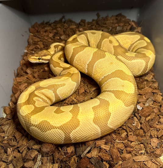 Enchi Ultramel Ball Python by Combat Creations