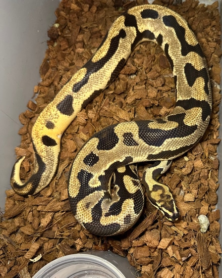 OD Leopard Fire Het Pied Ball Python by Combat Creations