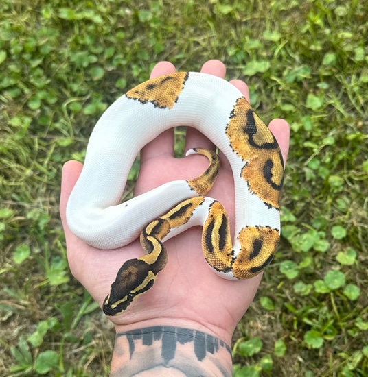 Pied Ball Python by Combat Creations