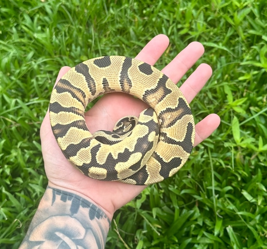 OD YB Het Puzzle Ball Python by Combat Creations