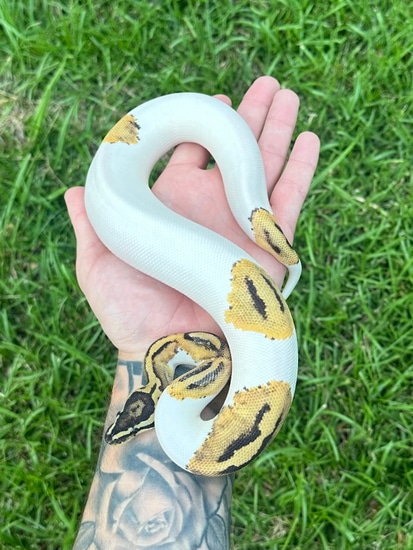 Pied Het VPI Axanthic Ball Python by Combat Creations