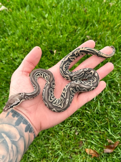Black Pewter Leopard Het Clown Ball Python by Combat Creations