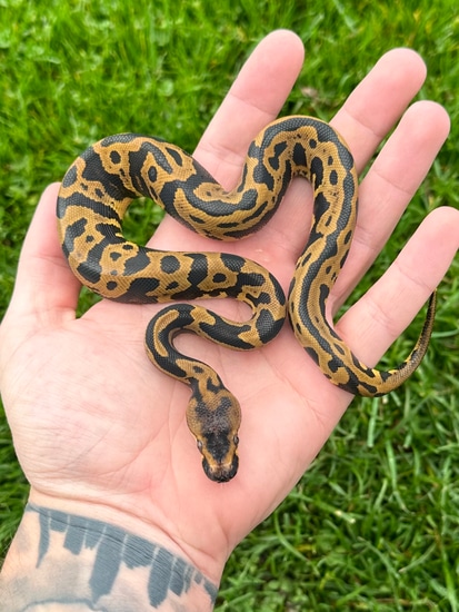 Leopard Acid Het Clown Ball Python by Combat Creations