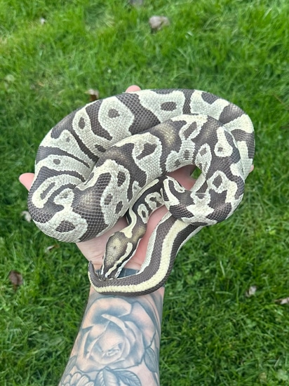 Leopard DG Ball Python by Combat Creations