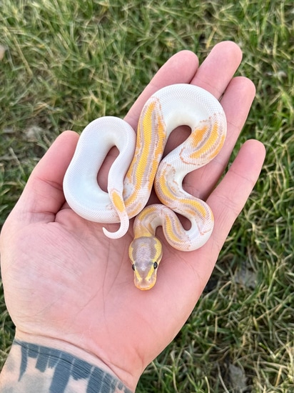 Banana OD Pied 50% Het Clown Ball Python by Combat Creations