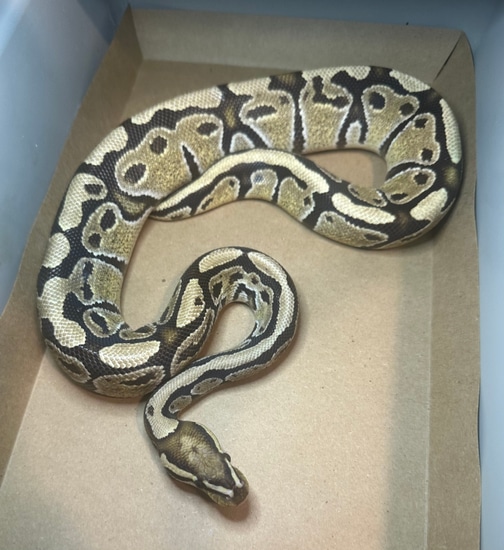 Vanilla Het Puzzle Ball Python by Combat Creations