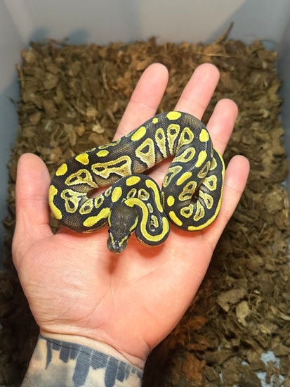 Mojave Ball Python by Combat Creations