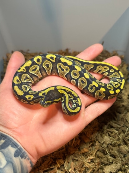 Mojave Ball Python by Combat Creations