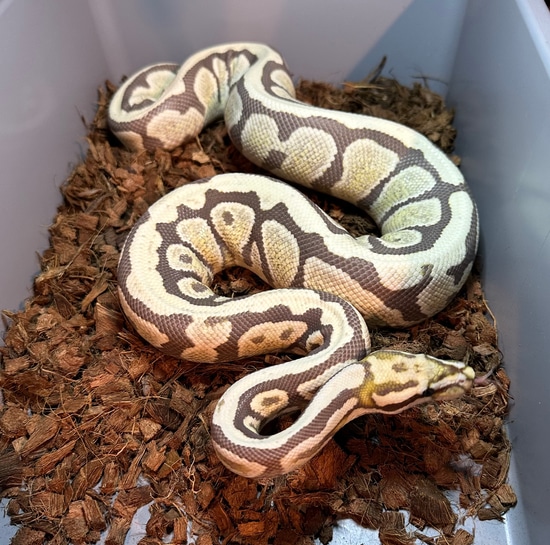 Fire SN DG Ball Python by Combat Creations