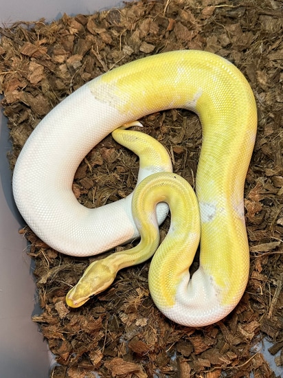Pastel Banana Pied Ball Python by Combat Creations