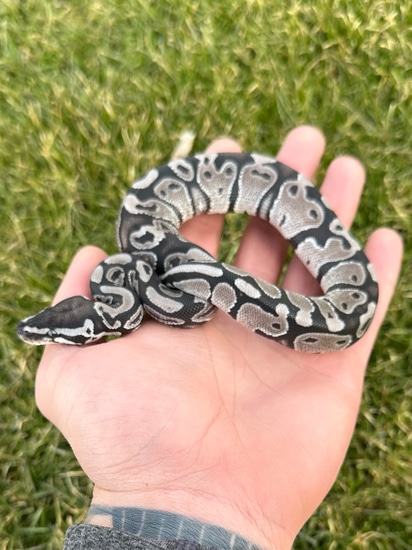 VPI Axanthic 66 Het Pied Ball Python by Combat Creations