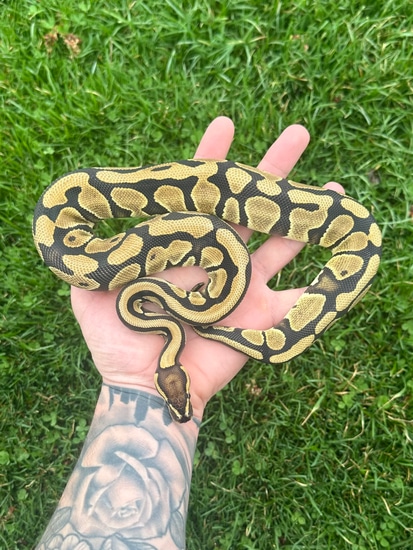 Harlequin Jaguar DH Cryptic DG Ball Python by Combat Creations