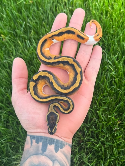 OD Enchi Pied Ball Python by Combat Creations