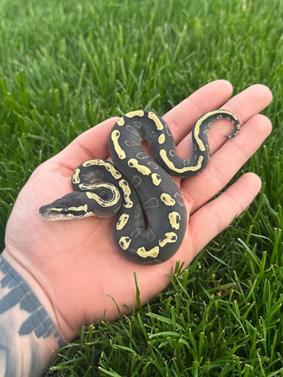 GHI Mojave Het Clown Ball Python by Combat Creations