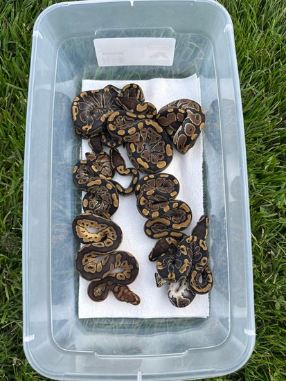 Group 7 Total Animals Ball Python by Combat Creations