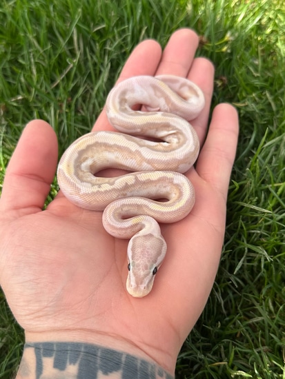 Pastel Super Banana Pied Ball Python by Combat Creations