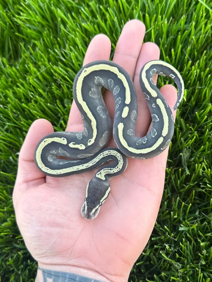 GHI Mojave Ball Python by Combat Creations