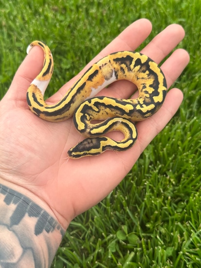 Pastel Pied Ball Python by Combat Creations