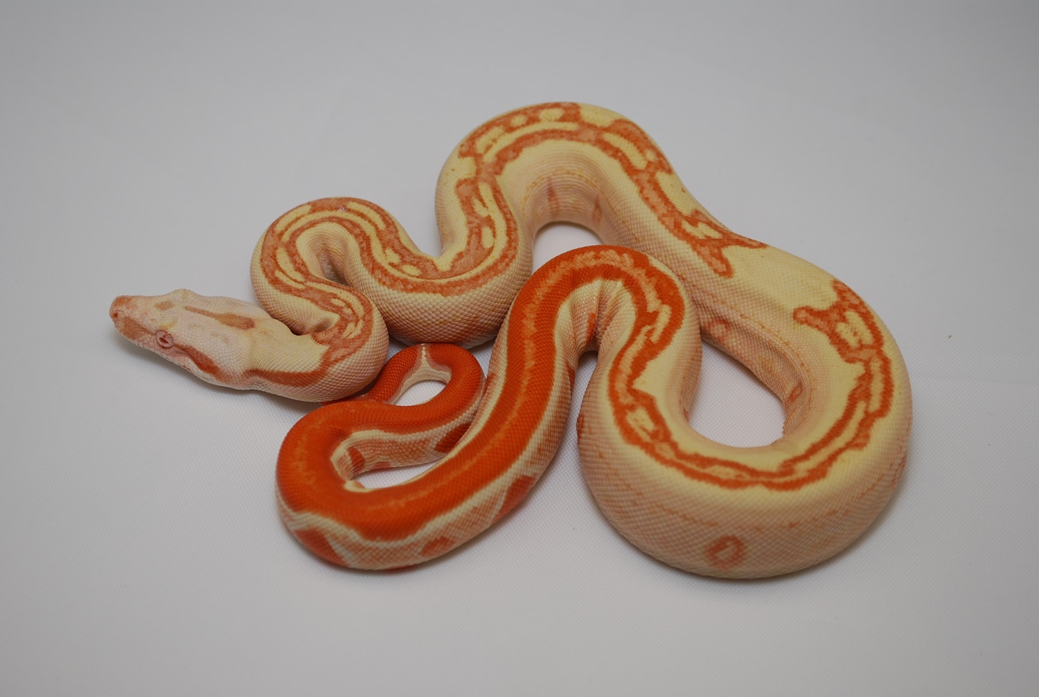 Striped Sunglow Boa Constrictor by R And R Boas - MorphMarket