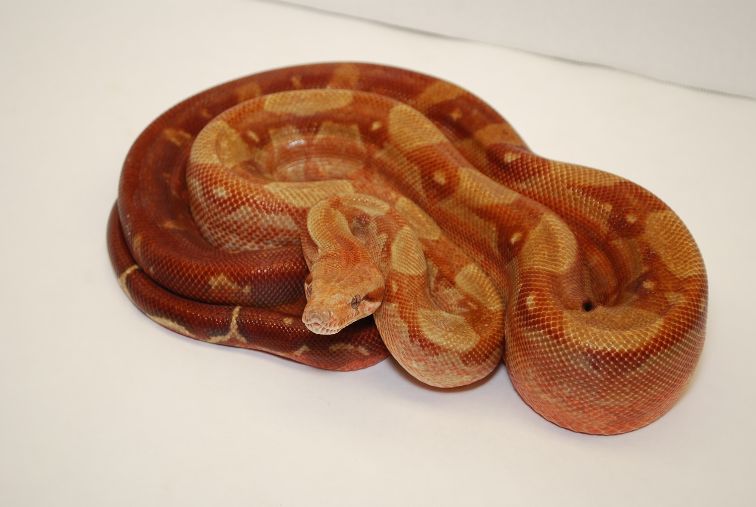 CA Tpos Sunglow 66% Het Blood Boa Constrictor by R And R Boas - MorphMarket