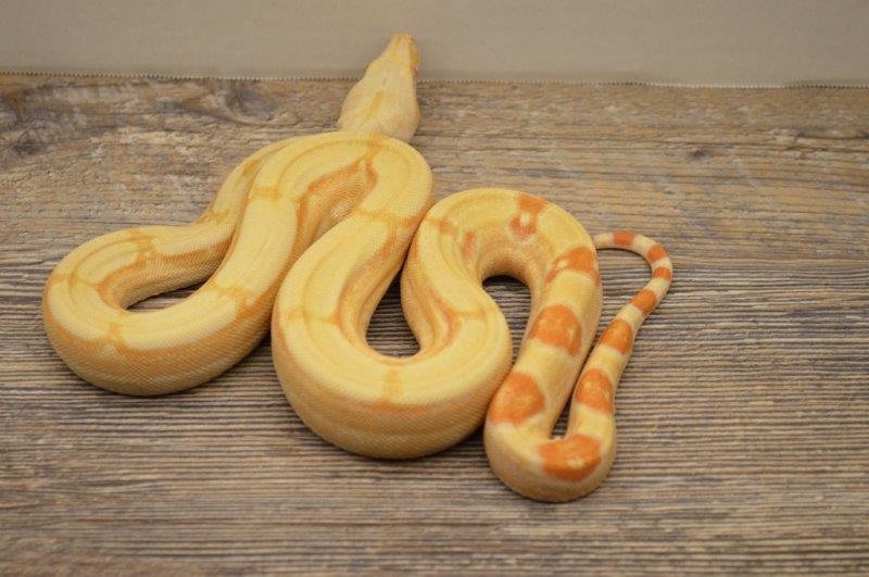 Sharp Albino Fire Boa Constrictor by R And R Boas - MorphMarket