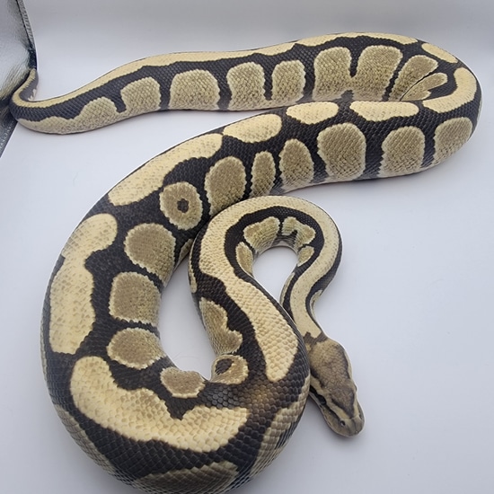 Desert Ghost Spector Ball Python by 219 Reptiles