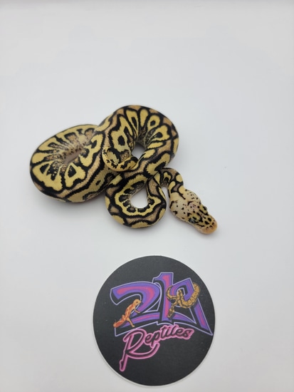 Pastel Spotnose Yellow Belly Clown Ball Python by 219 Reptiles