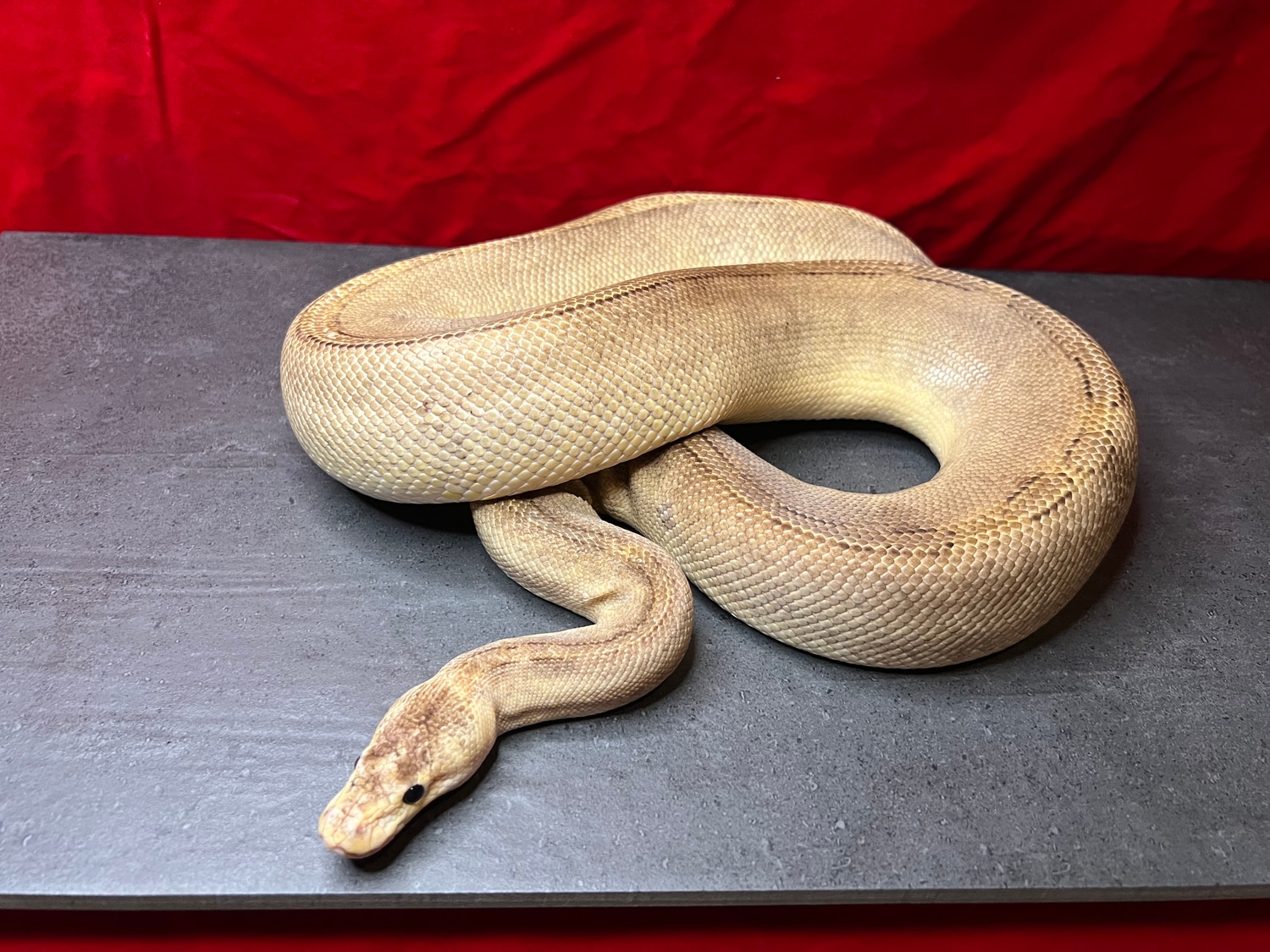 Champagne Ball Python by Esteves_exotics - MorphMarket