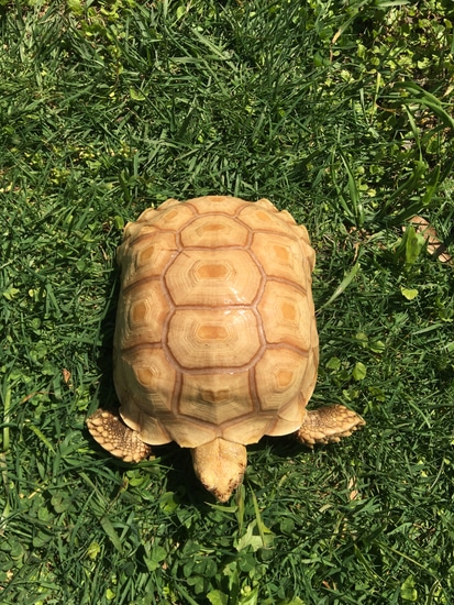 Ivory Sulcata Tortoise by Randy Bush Reptiles