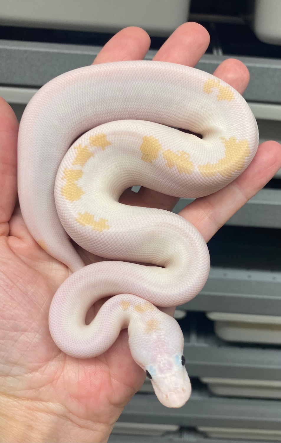 Super Fire, Possible Ivory, Ball Python by Randy Bush Reptiles ...